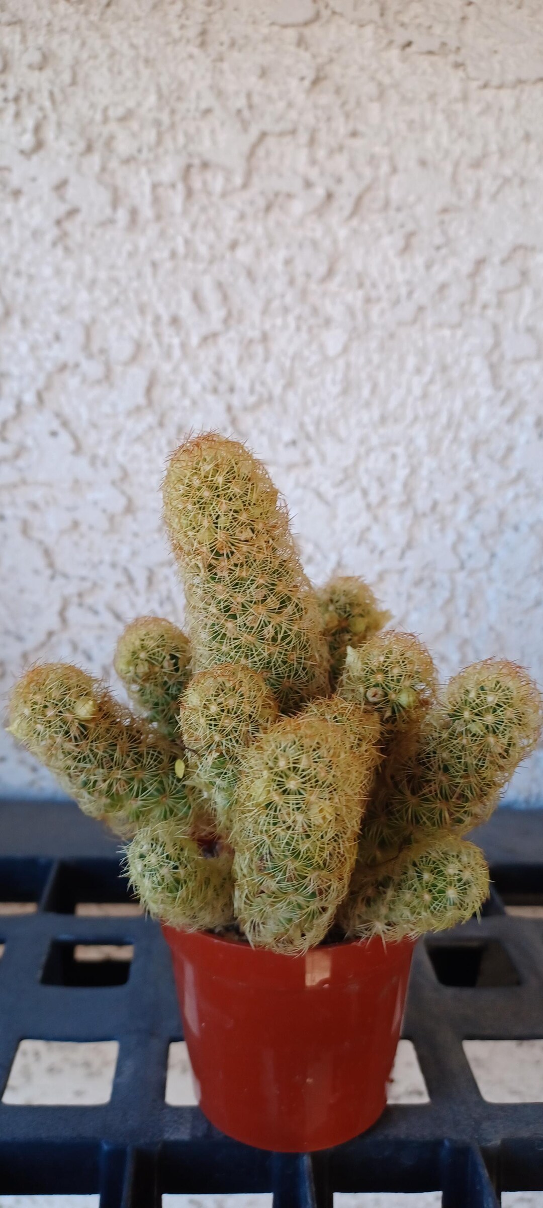 Middle Finger Cactus Plant 2 Inch Pot Plant #211 Houseplant Mamilarria ...