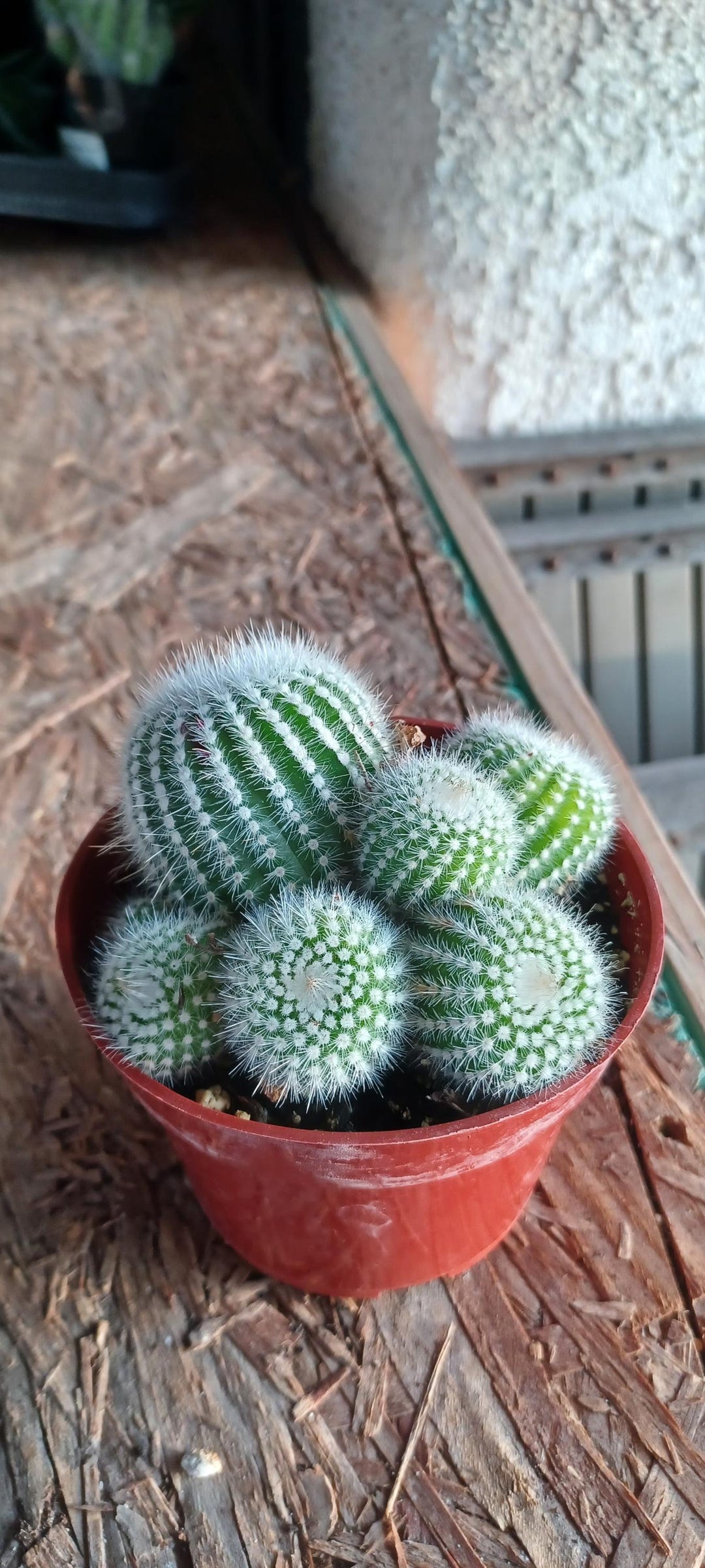 White Round Ball Cactus With Babies Multiple 4in Pot Plant Live #2 ...