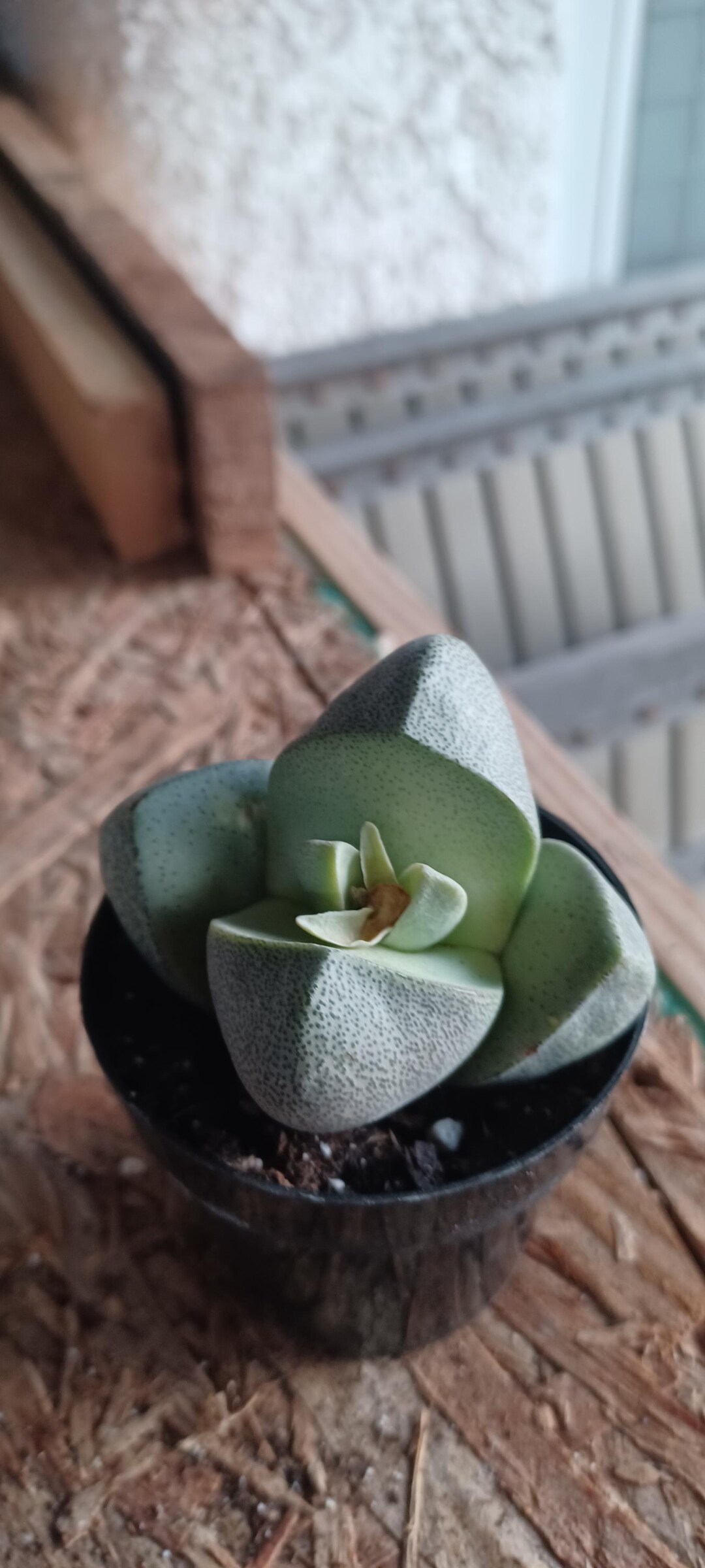 Split Rock Plant Houseplant 2in Pot Pleiospilos Nelii #3 Mimicry - Etsy