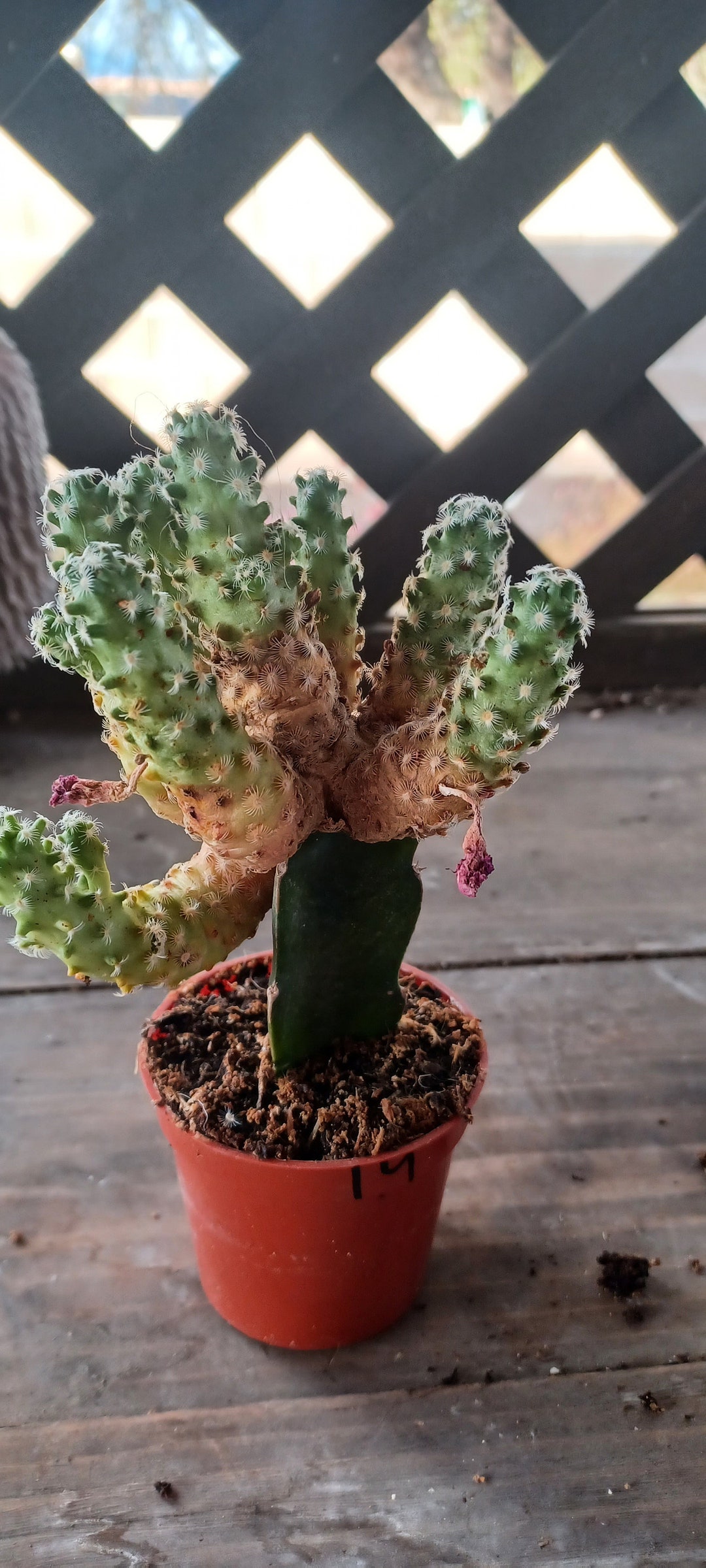 Variegated Moon Cactus Plant Houseplant 2in Pot Clusters 14 - Etsy