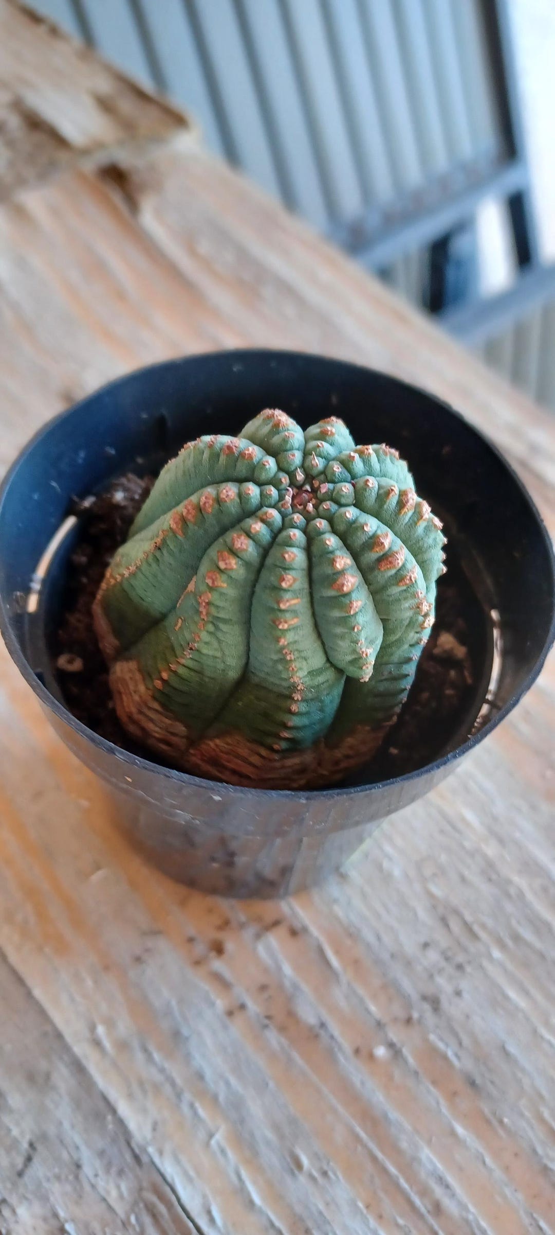 Euphorbia Obesa Cactus Plant 2 Inch Pot Houseplant Live #1 Basketball ...