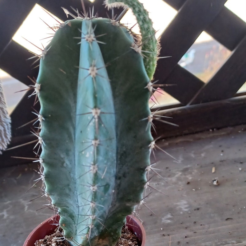 Blue Cactus - Etsy
