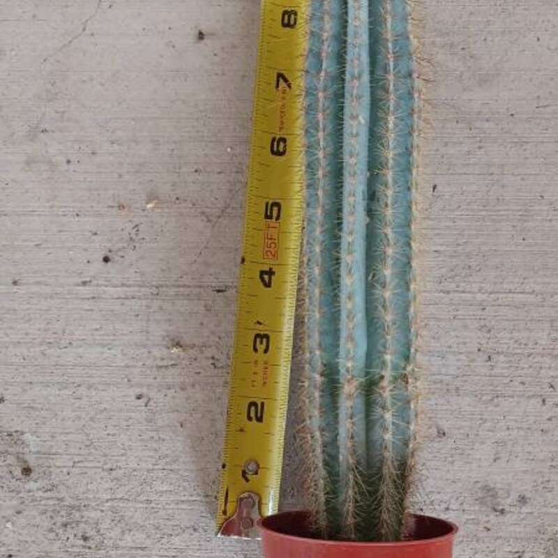 Blue Cactus - Etsy