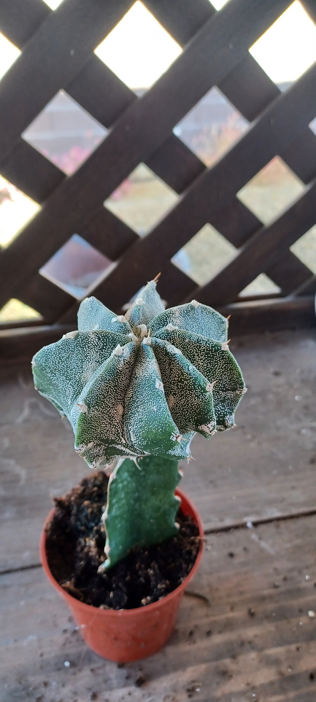 Astrophytum Rare Moon Cactus Grafted 3in Pot Houseplant Live 202 - Etsy