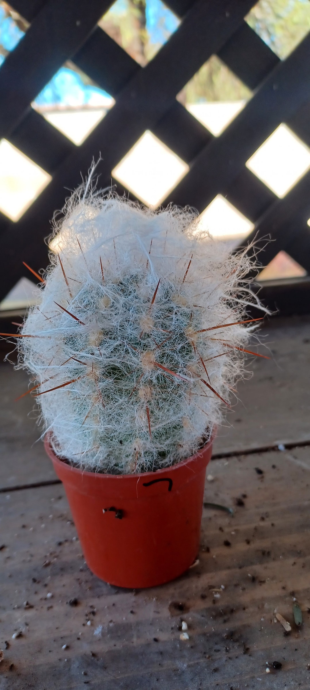 Hairy Fuzzy Cactus 2in Pot Plant Red Thorns 7 - Etsy