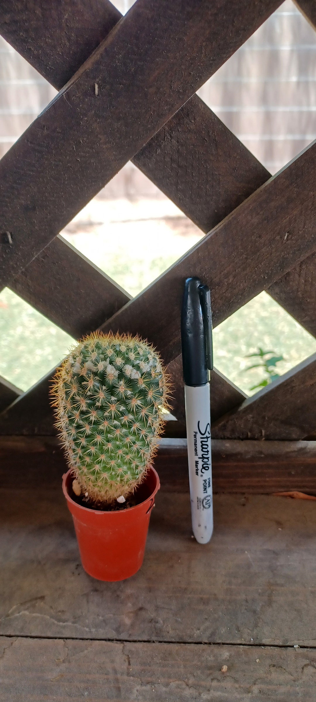 Cactus Plant 1 Inch Pot #28 Live - Etsy