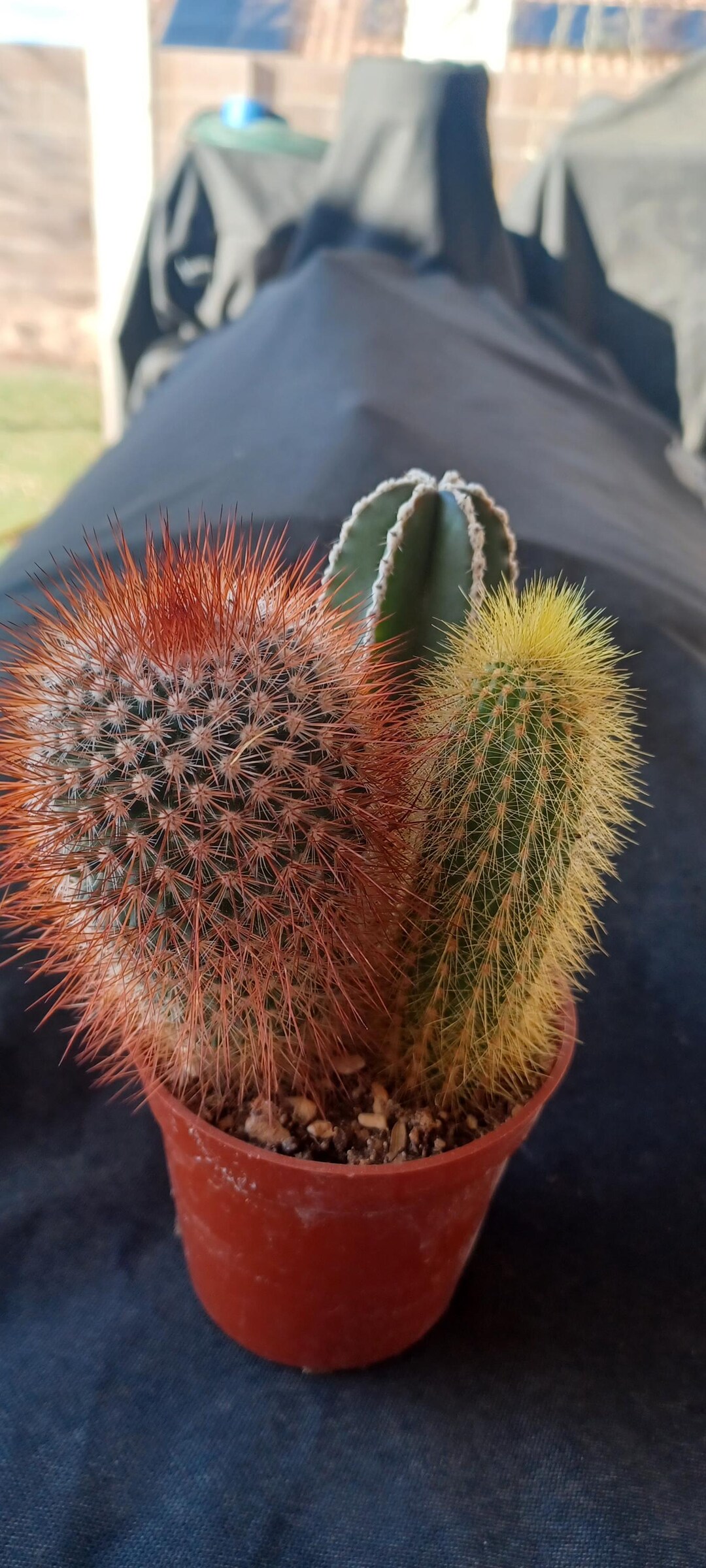 Triple Cactus Plant Houseplant 3.25 Inch Pot #16 Mexican Fence Post ...