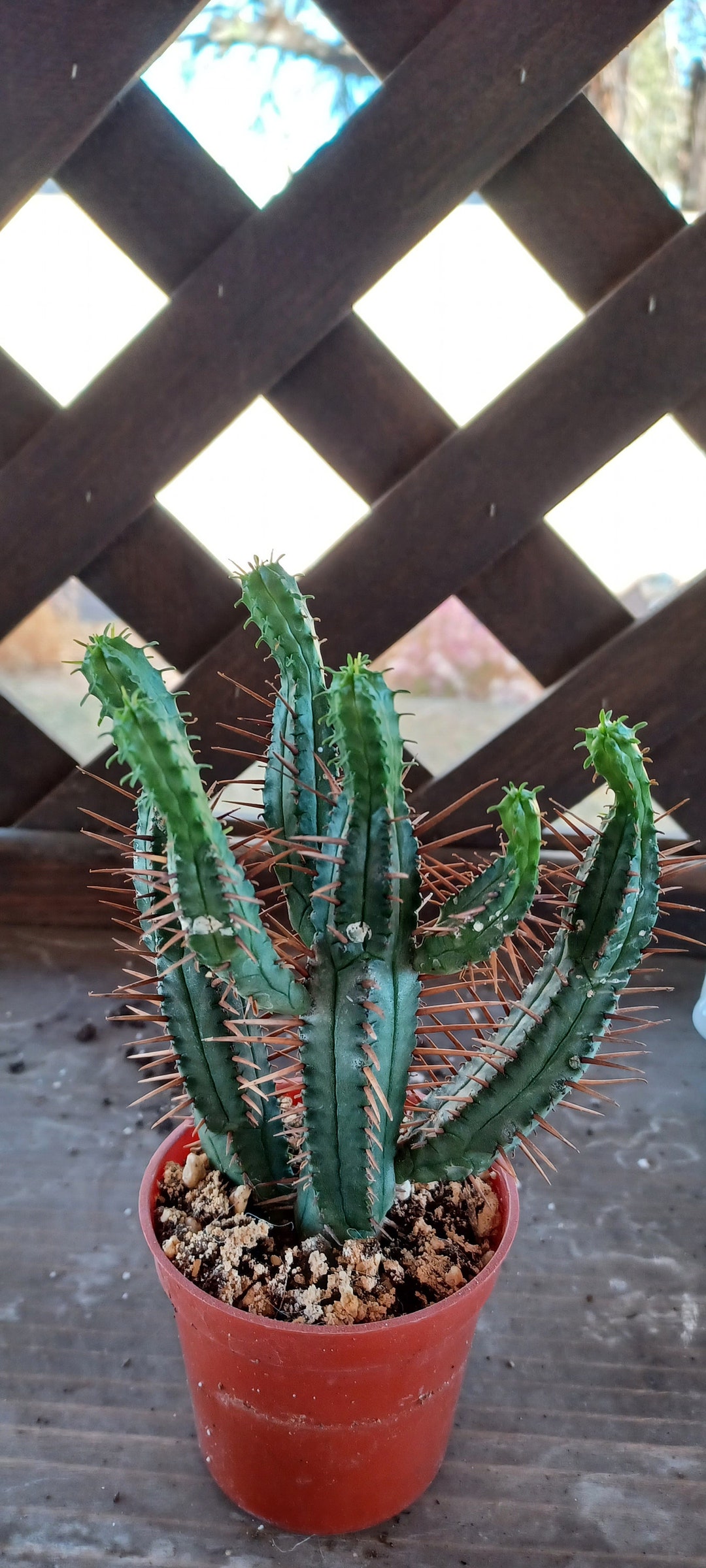 Ferox Cactus Plant 2 Inch Pot 714 - Etsy