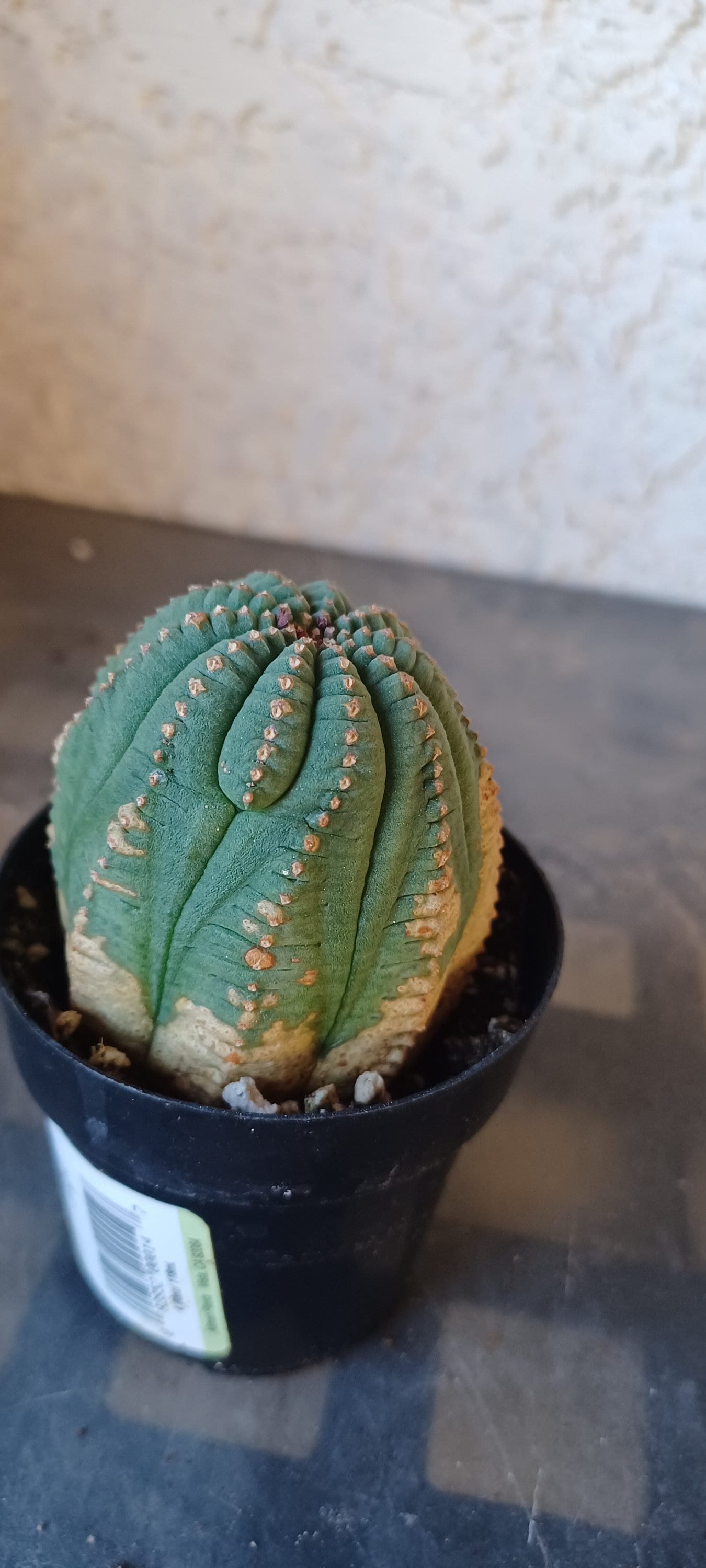 Euphorbia Obesa Cactus Plant 2 Inch Pot Houseplant Live 4 Basketball ...