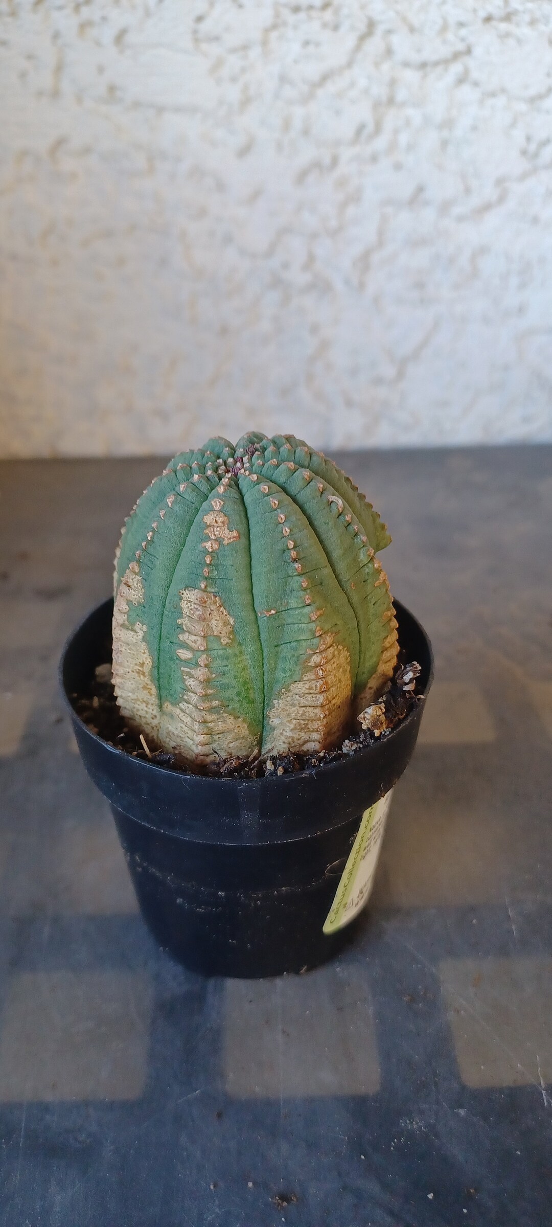 Euphorbia Obesa Cactus Plant 2 Inch Pot Houseplant Live #4 Basketball ...