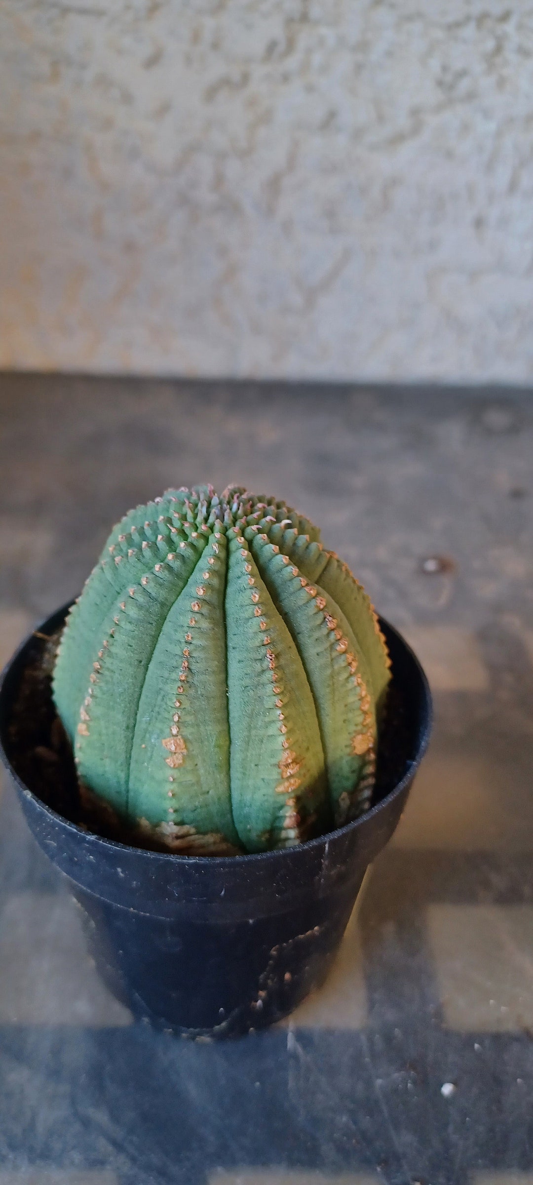 Euphorbia Obesa Cactus Plant 2 Inch Pot Houseplant Live #2 Basketball ...