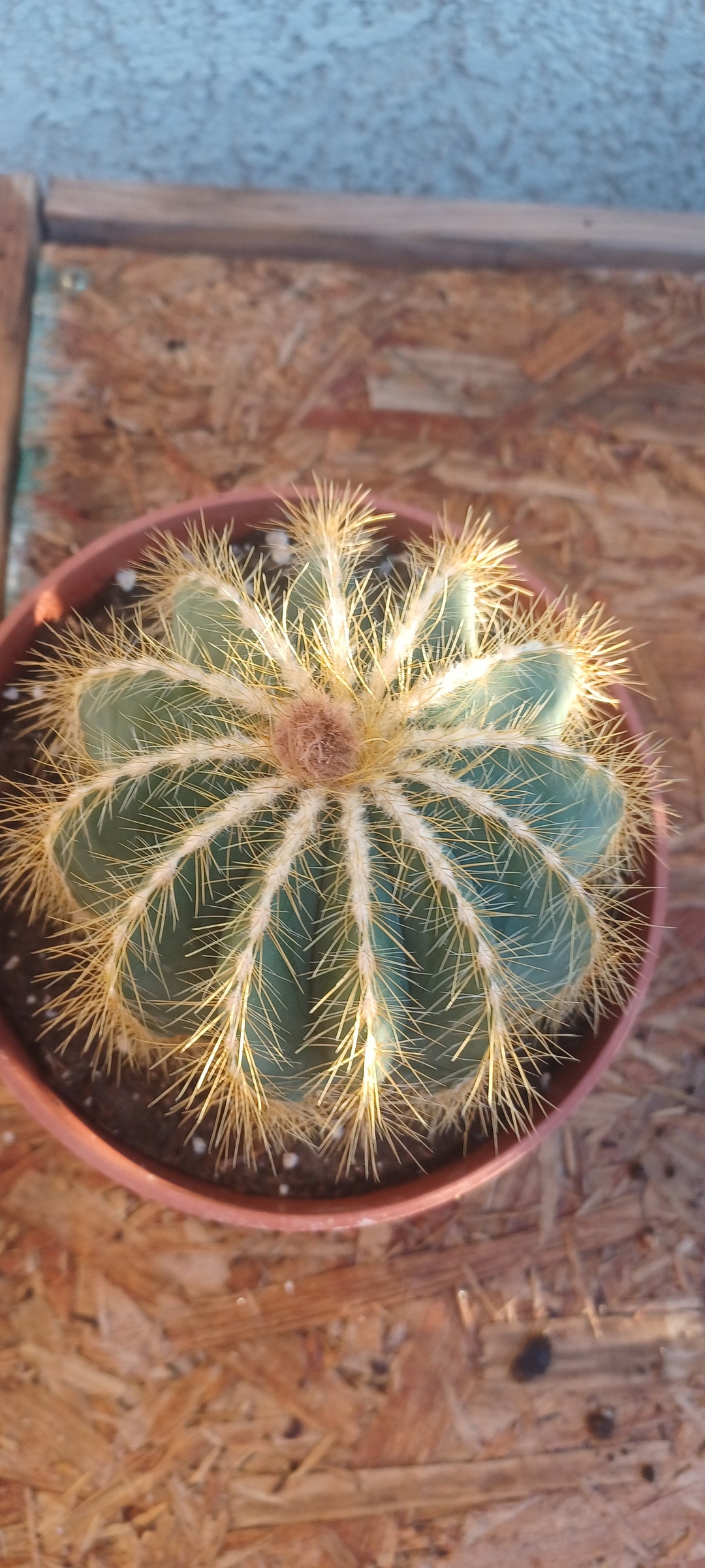 Balloon Cactus Plant 6 Inch Pot Large #2 - Etsy