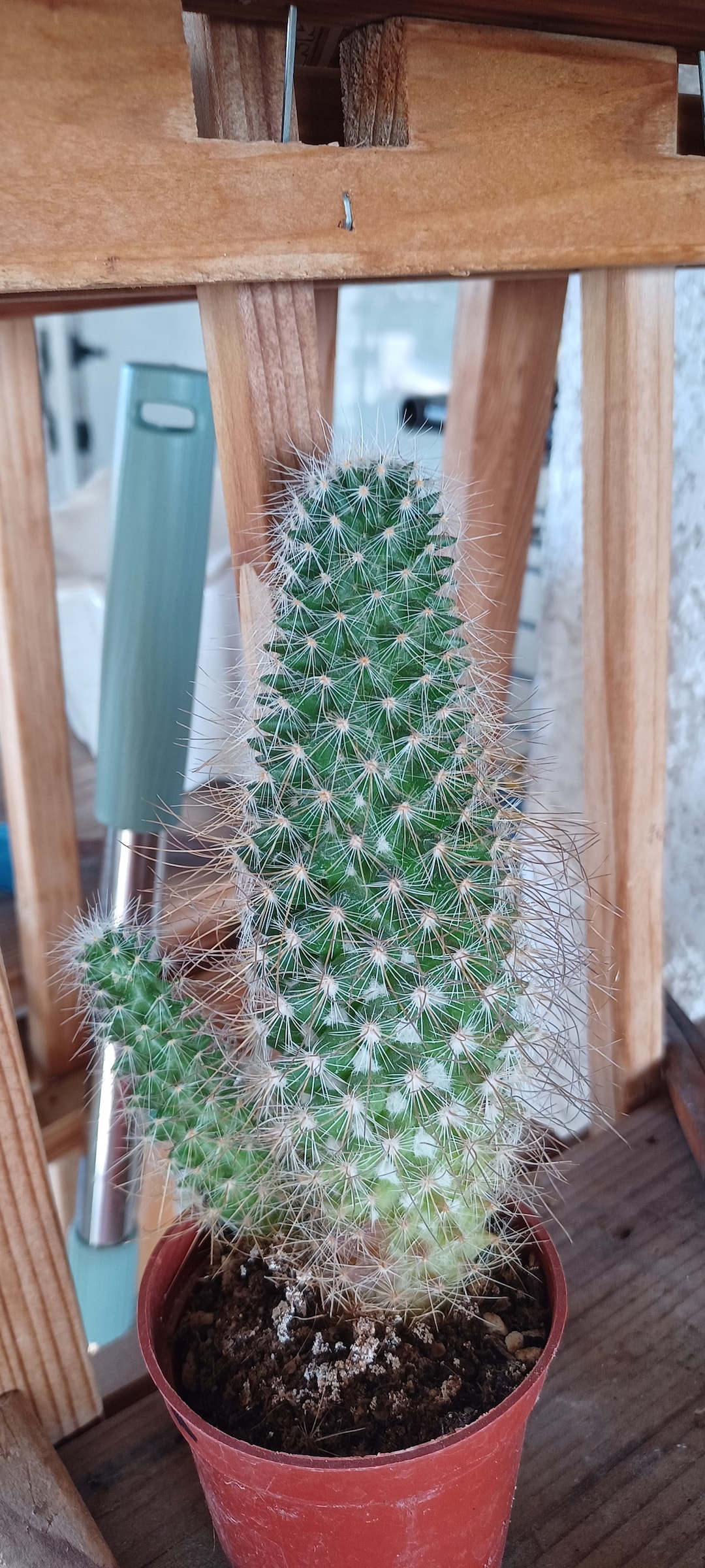 Hairy Curly Thorns Cactus Plant 2 in Pot 3 - Etsy
