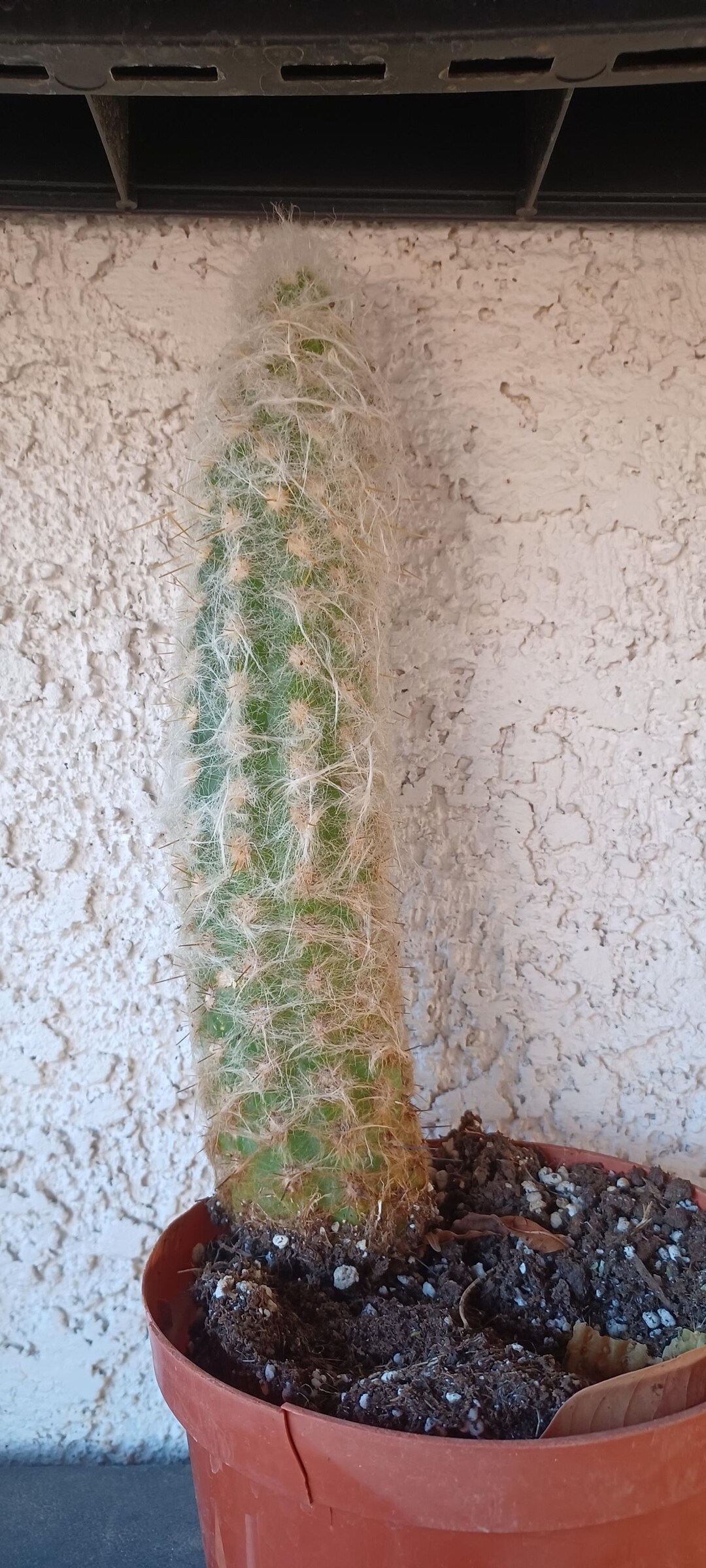 White Fuzzy Cactus Plant Houseplant No Pot 10 Inches Tall - Etsy