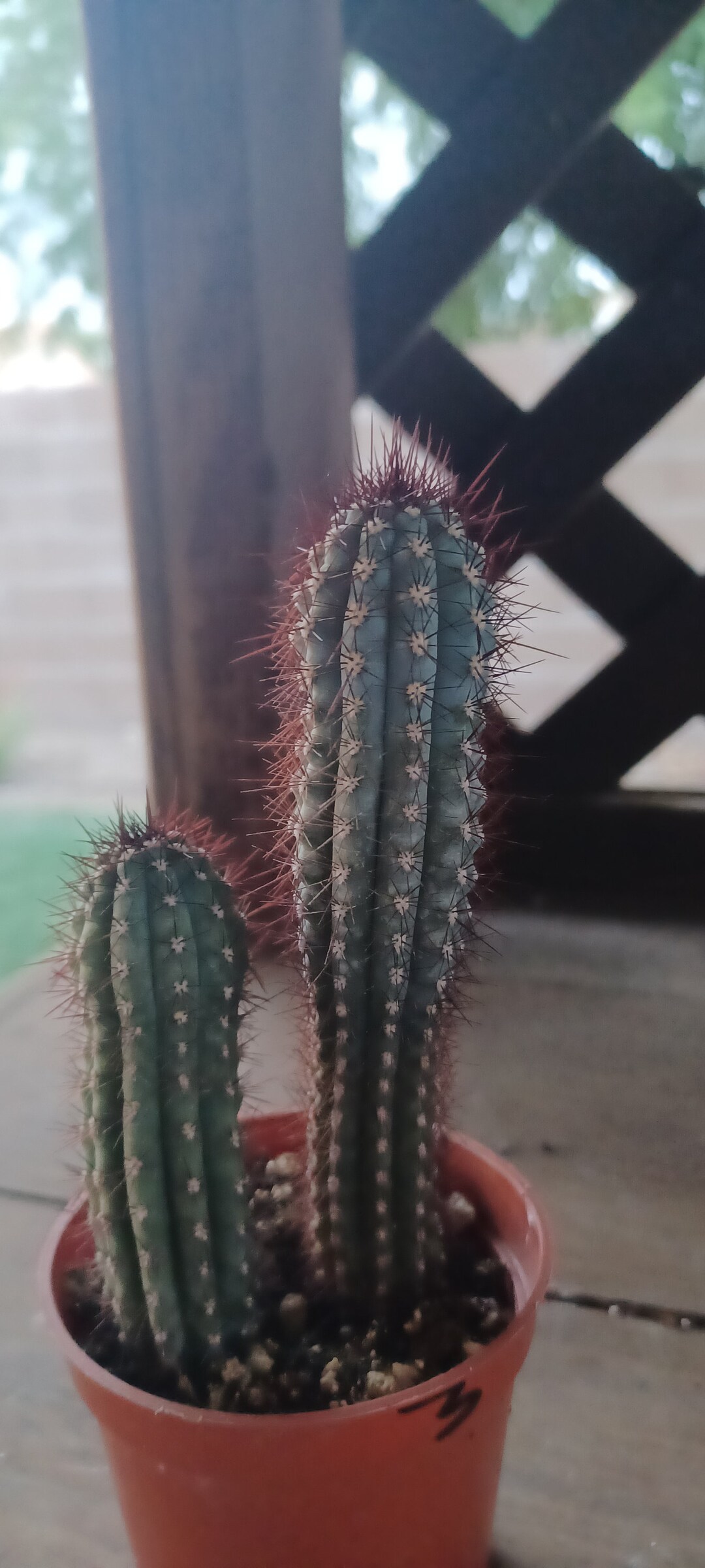 Cipocereus Braden Blue Cactus Plant 2in Pot 3 Double Plants - Etsy