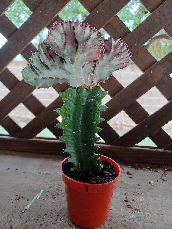 Pink Coral Moon Cactus Plant Succulent Live 1 - Etsy