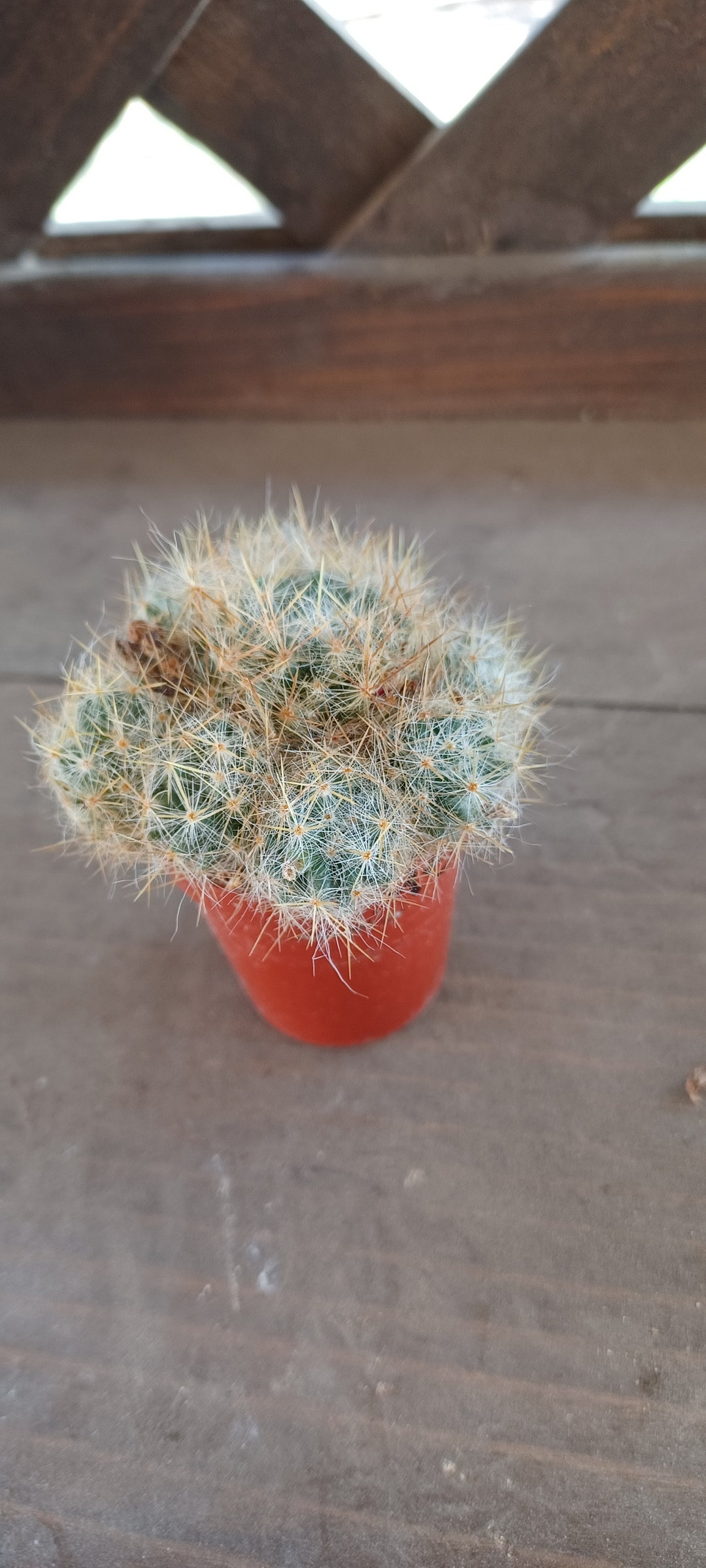 Cactus Plant 1 Inch Pot 45 Multi - Etsy