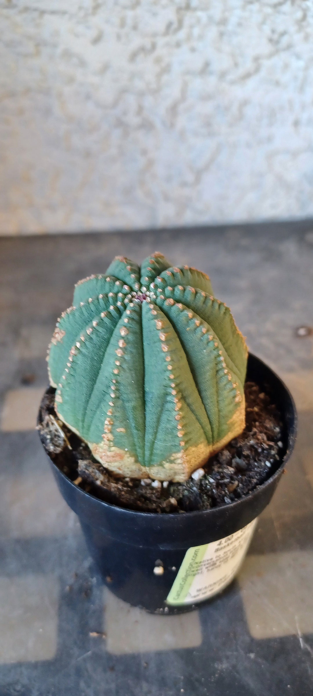 Euphorbia Obesa Cactus Plant 2 Inch Pot Houseplant Live 5 Basketball ...