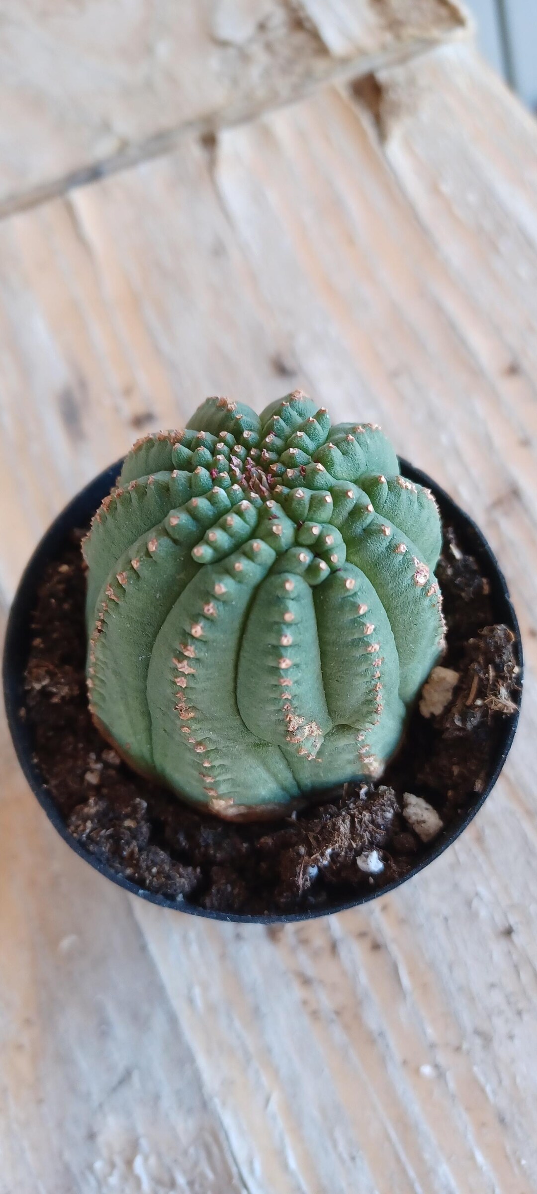 Euphorbia Obesa Cactus Plant 2 Inch Pot Houseplant Live #9 Basketball ...