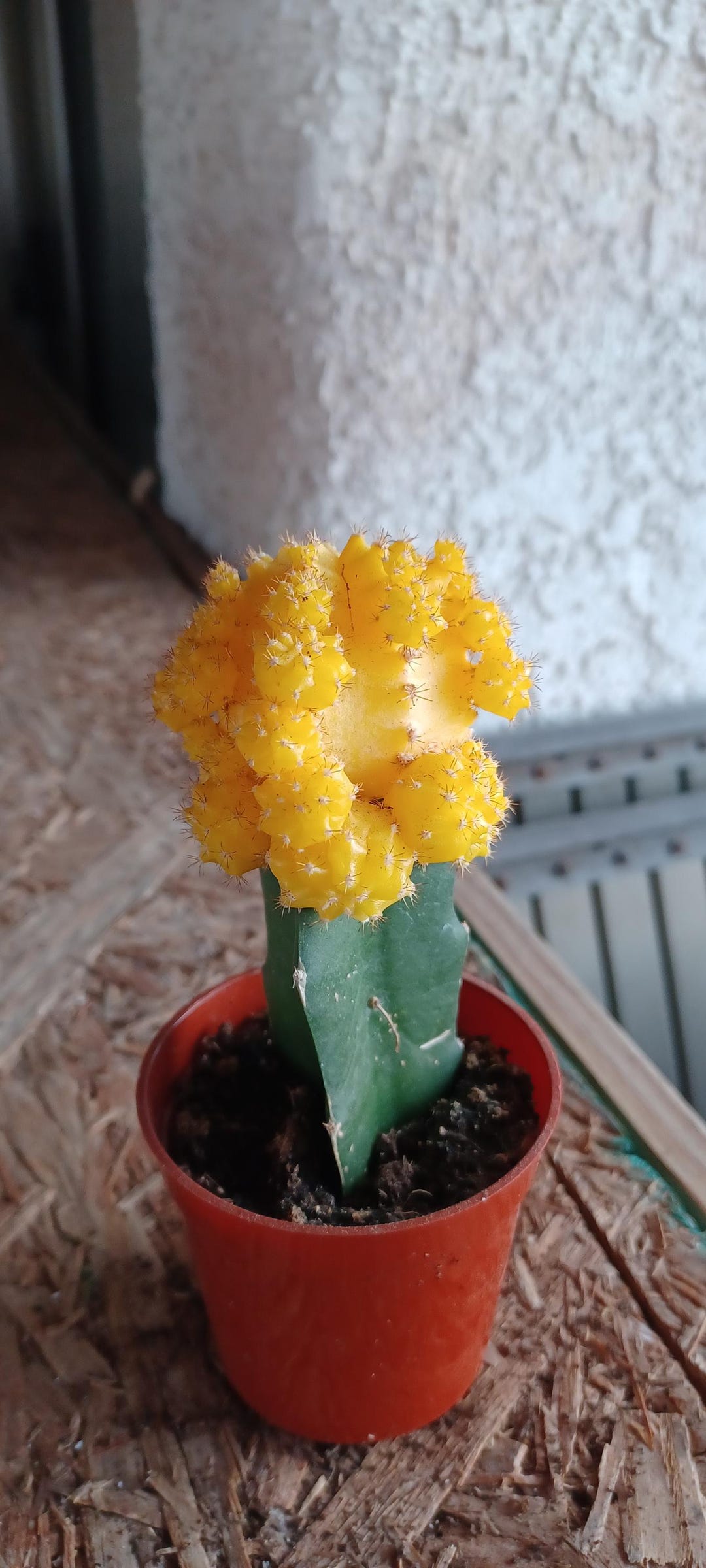 Yellow Moon Cactus Plant 2 Inch Pot #2 - Etsy
