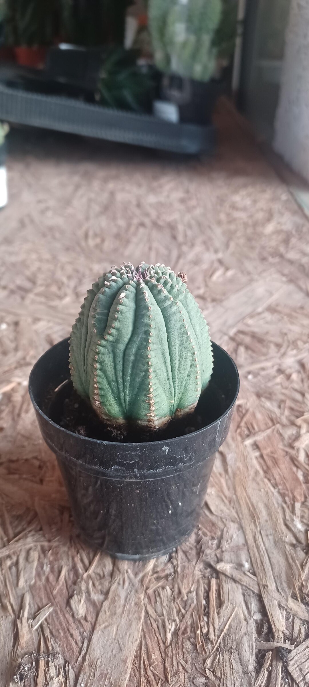 Euphorbia Obesa Cactus Plant 2 Inch Pot Houseplant Live #300 Basketball ...