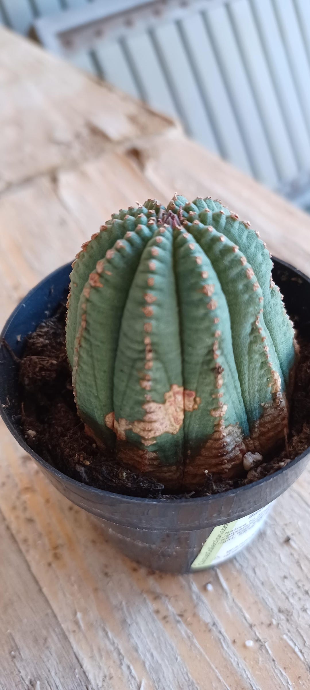 Euphorbia Obesa Cactus Plant 2 Inch Pot Houseplant Live #10 Basketball ...