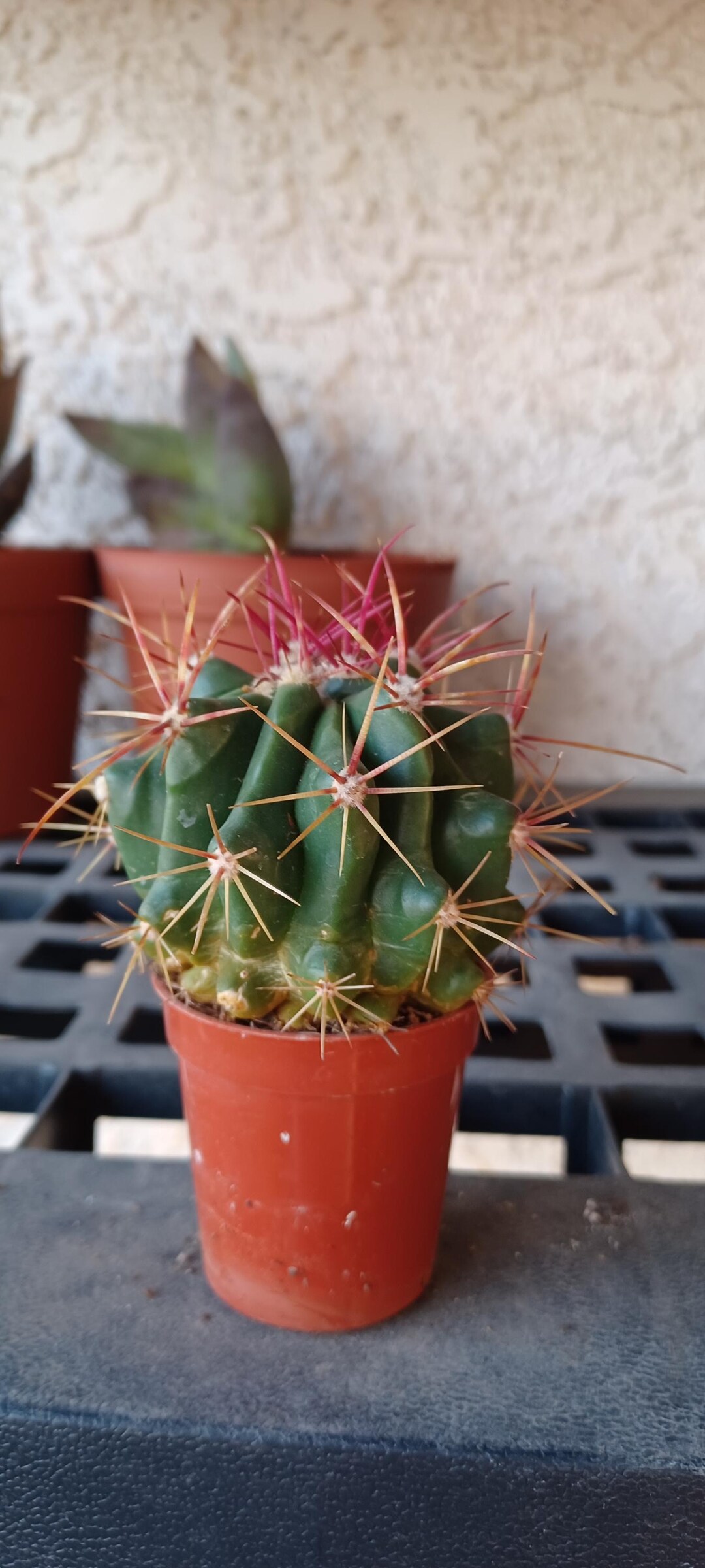 Ferox Cactus Plant Houseplant 1.25 Inch Pot #16 - Etsy