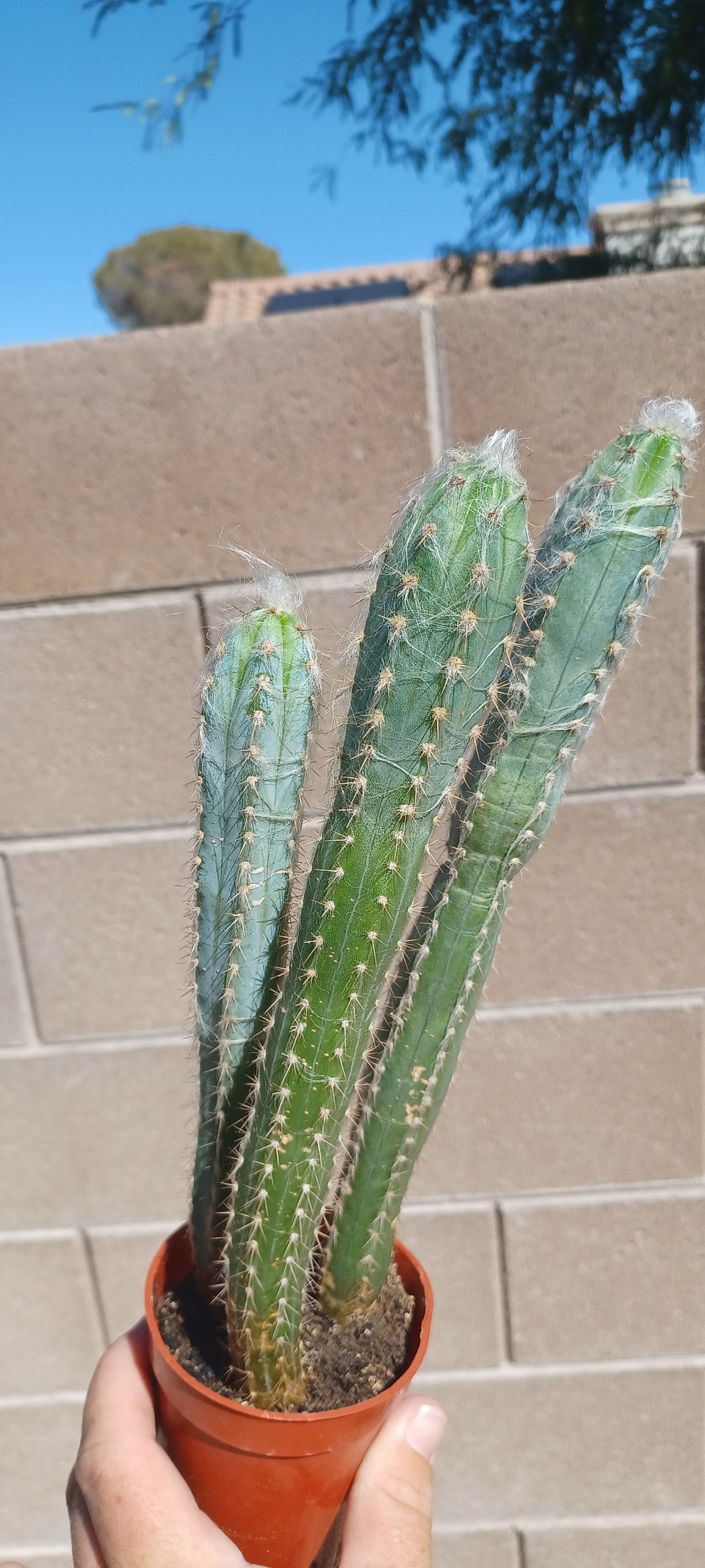 Triple Tall Fuzzy Cactus Plant 3in Pot 2041 - Etsy