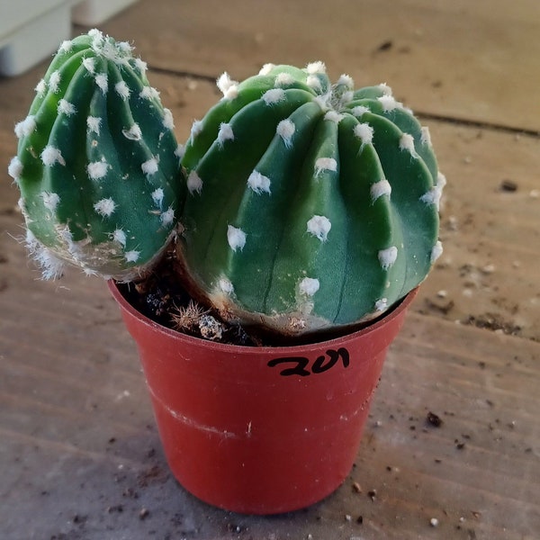 Domino Cactus - Etsy