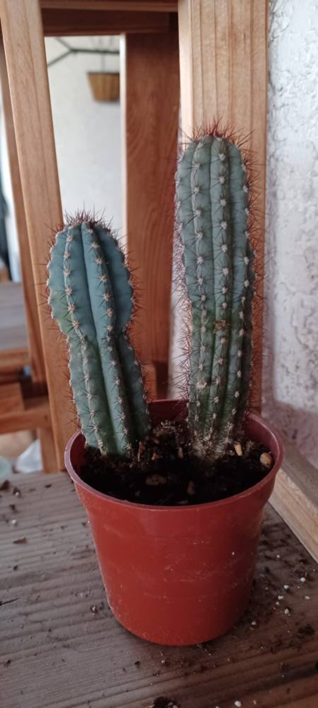 Cipocereus Braden Blue Cactus Plant 2in Pot 3 Double Plants - Etsy
