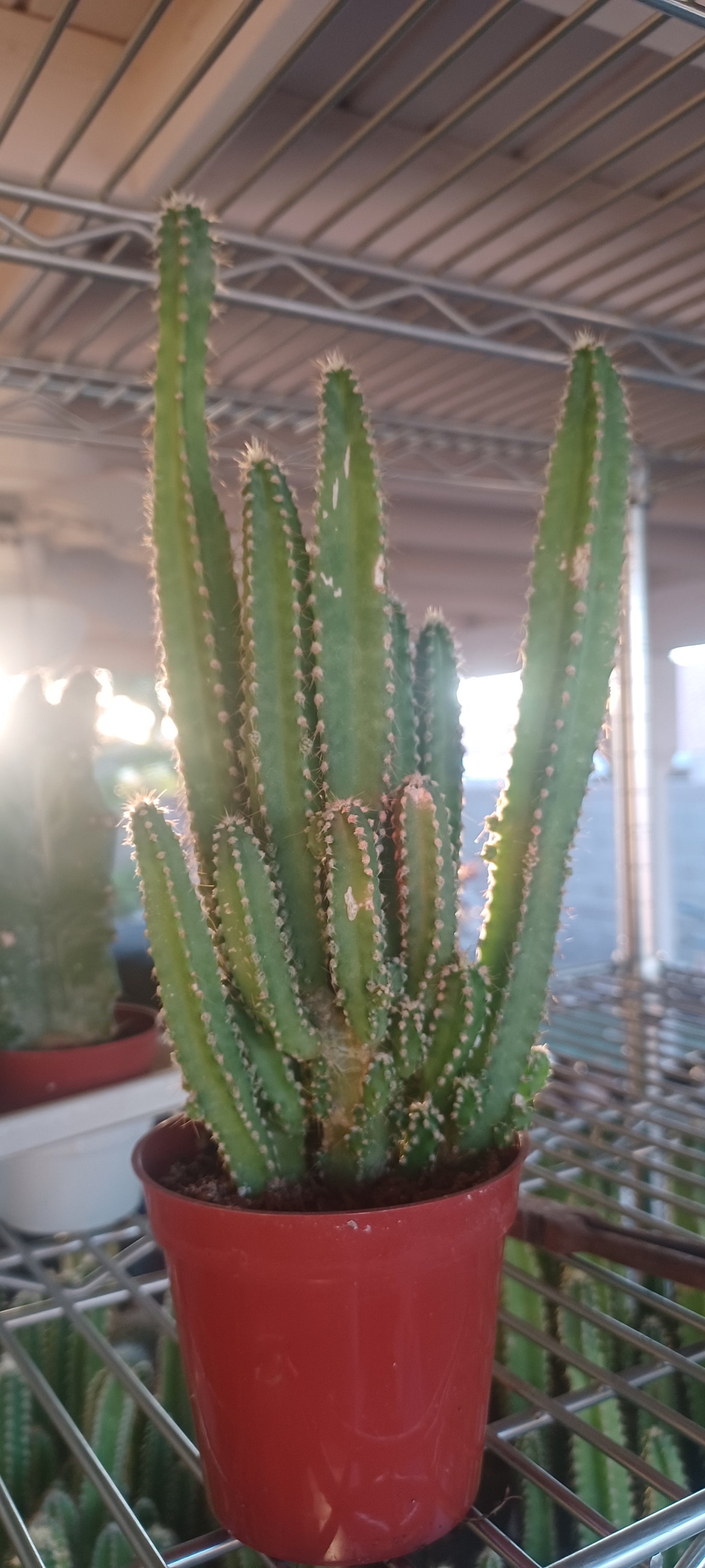 Fairy Castle Cactus Plant 3.25 Inch Pot Plant 900 - Etsy