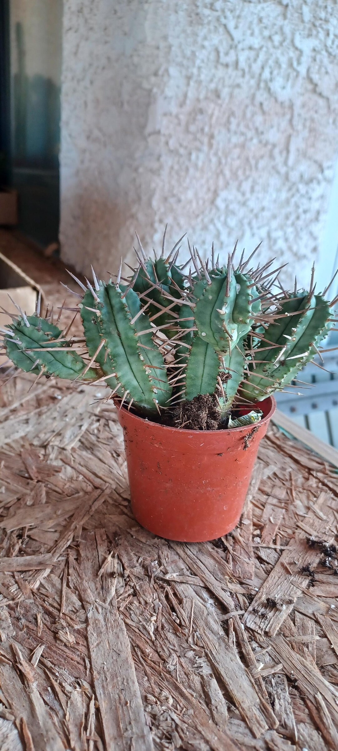 Ferox Cactus Plant Houseplant 2 Inch Pot #2 - Etsy