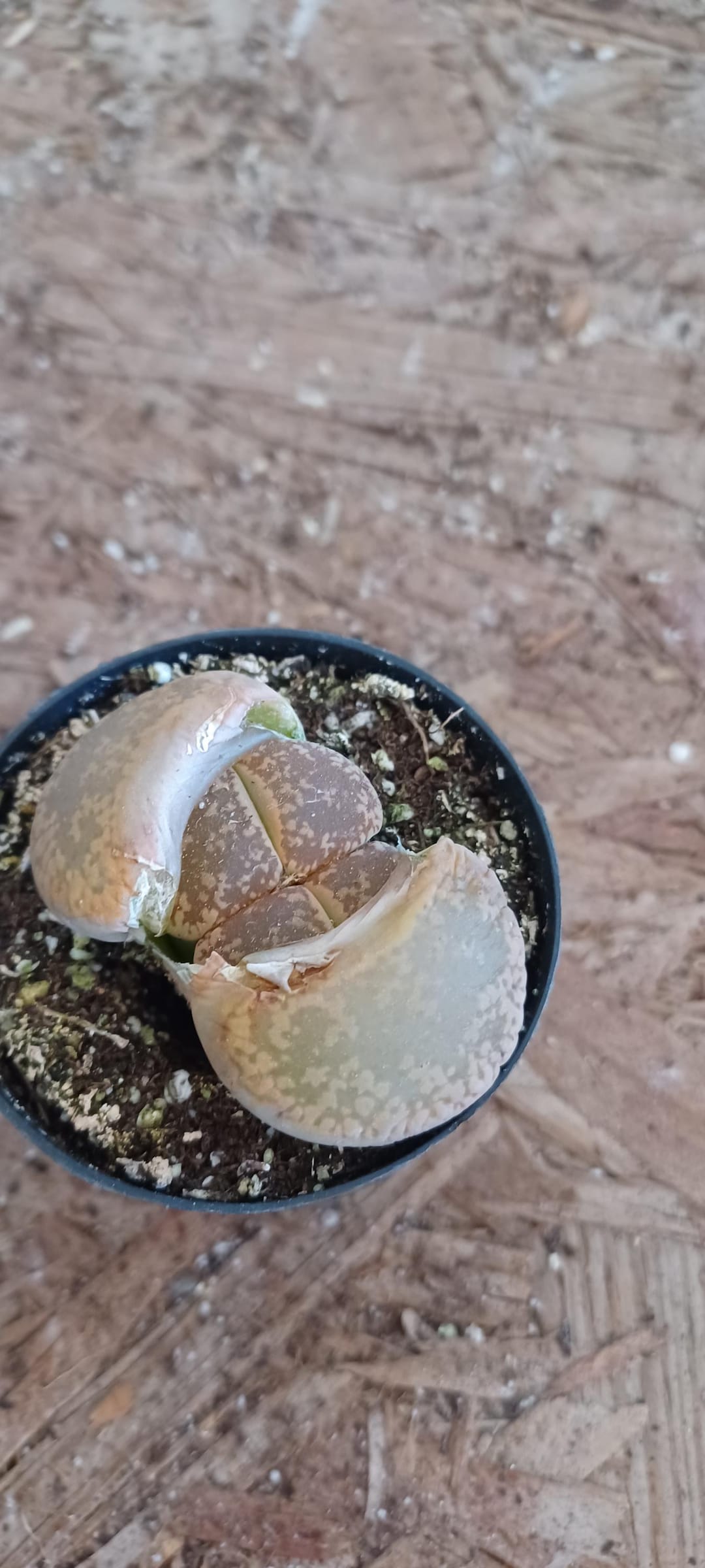 Lithops Plant 2 Inch Pot #7 Stone Face Rock Mimicry Plant - Etsy