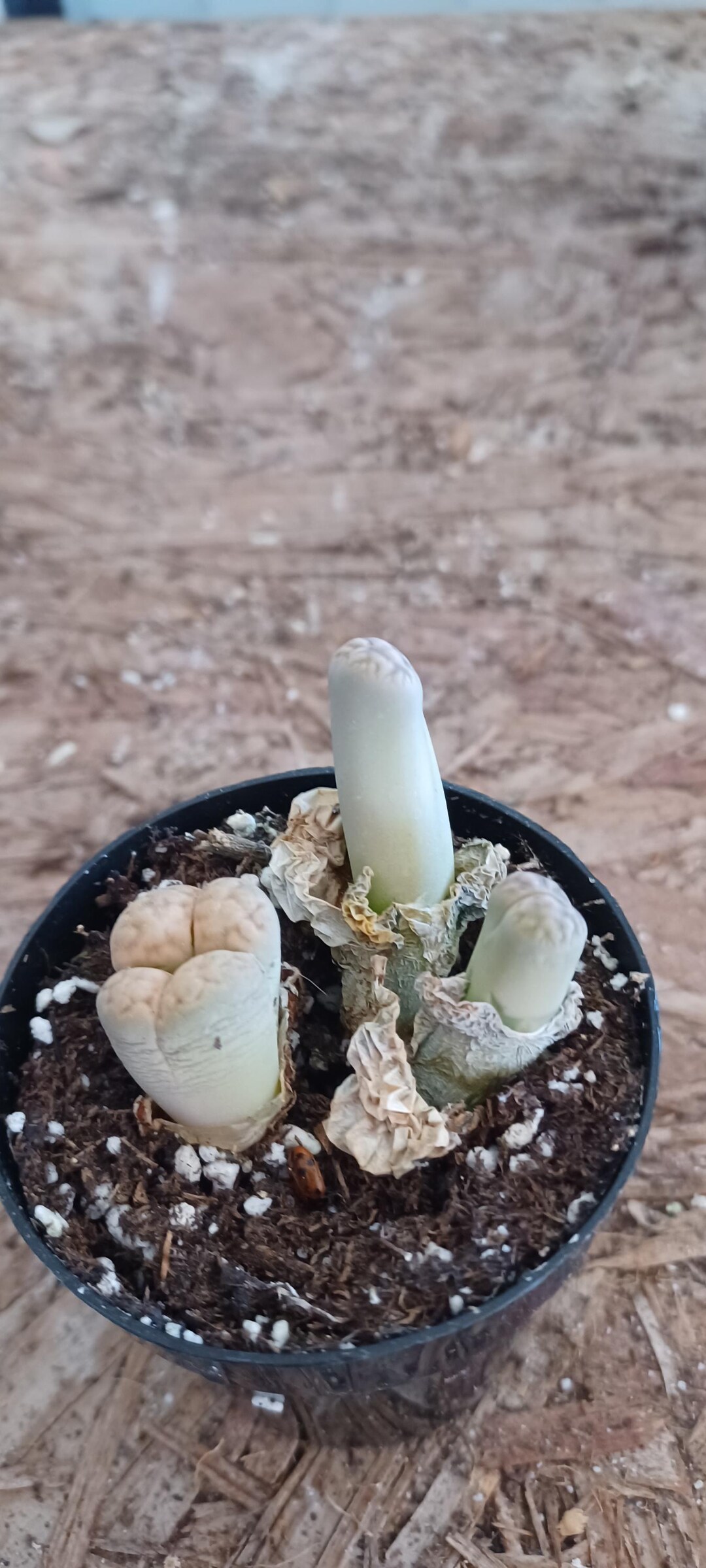 Lithops Plant 2 Inch Pot #8 Stone Face Rock Mimicry Plant - Etsy