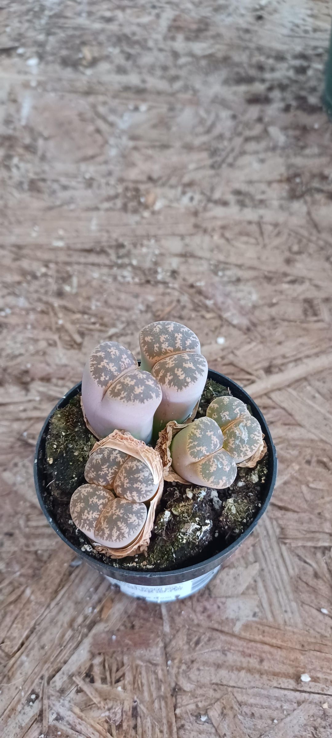 Lithops Plant 2 Inch Pot #4 Stone Face Rock Mimicry Plant - Etsy