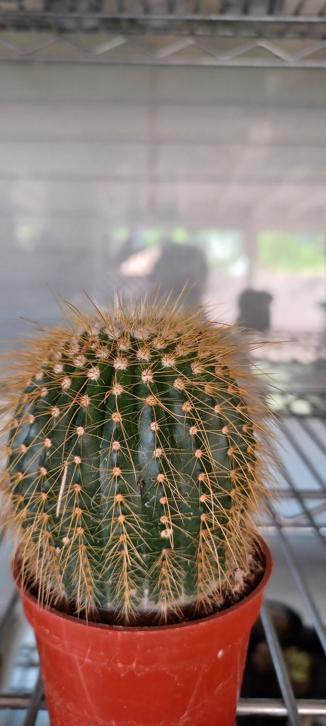 Balloon Cactus Plant Houseplant 2in Pot 13 - Etsy