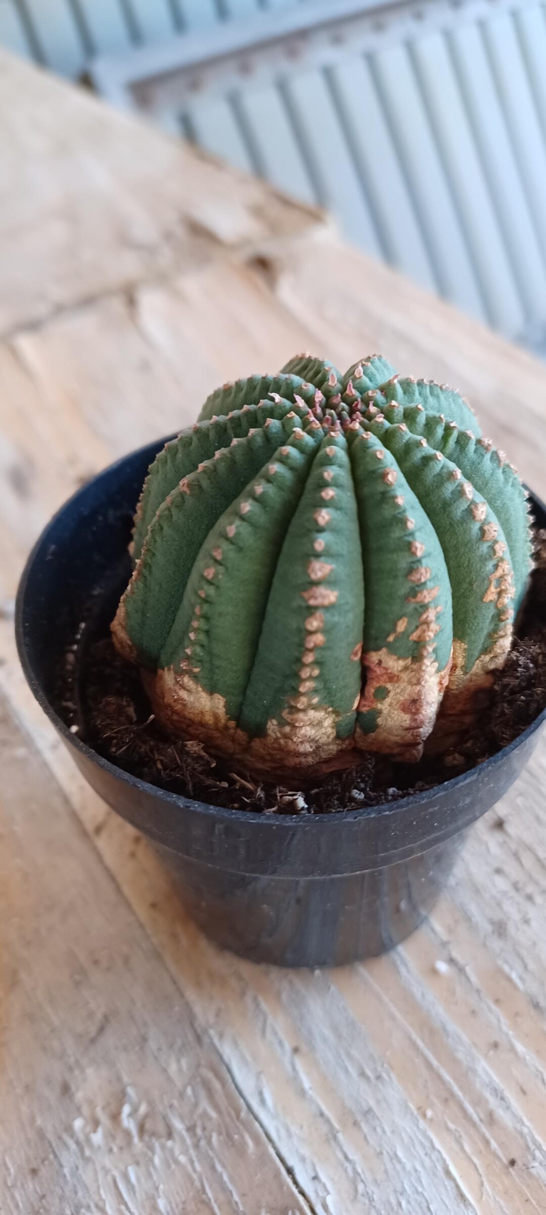 Euphorbia Obesa Cactus Plant 2 Inch Pot Houseplant Live #13 Basketball ...