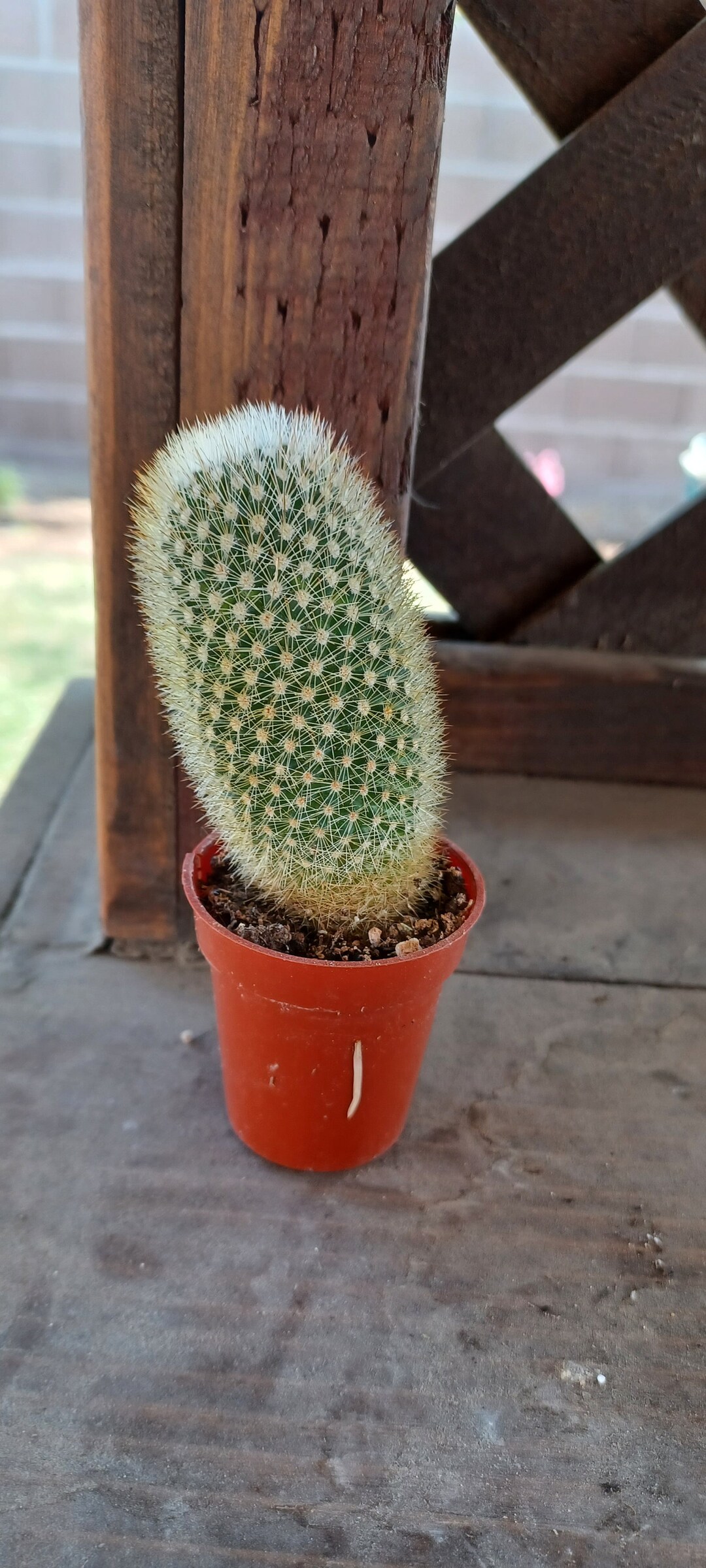 Cactus Plant 1 Inch Pot #42 - Etsy