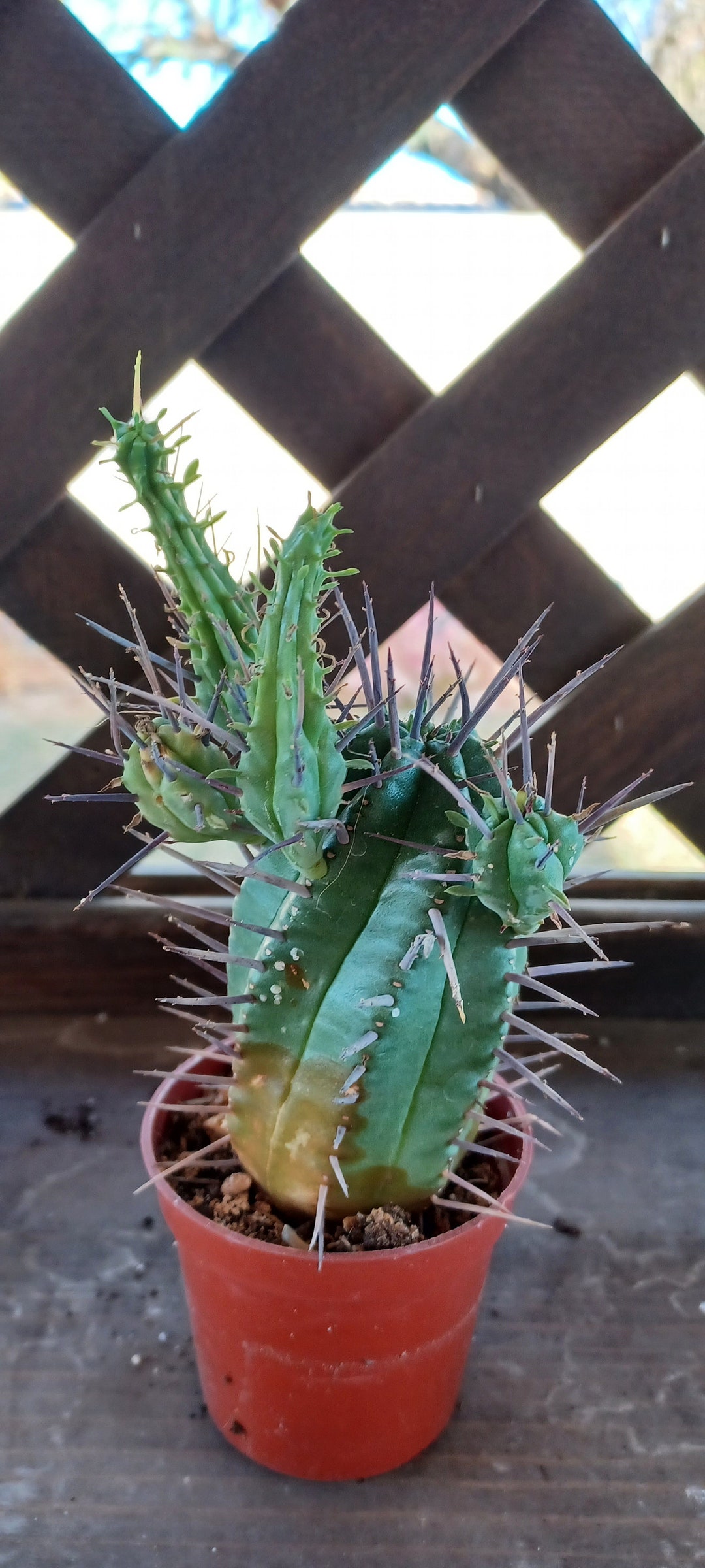 Ferox Cactus Plant 2 Inch Pot 703 - Etsy