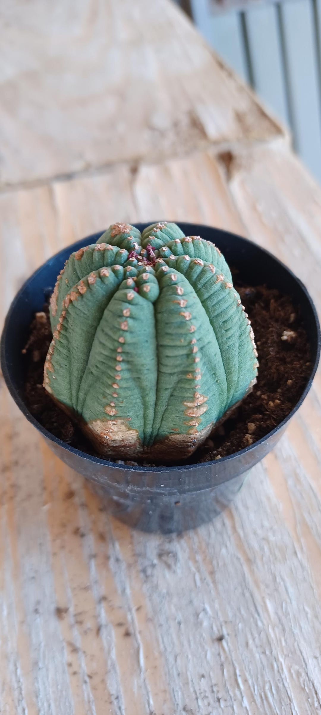 Euphorbia Obesa Cactus Plant 2 Inch Pot Houseplant Live #7 Basketball ...