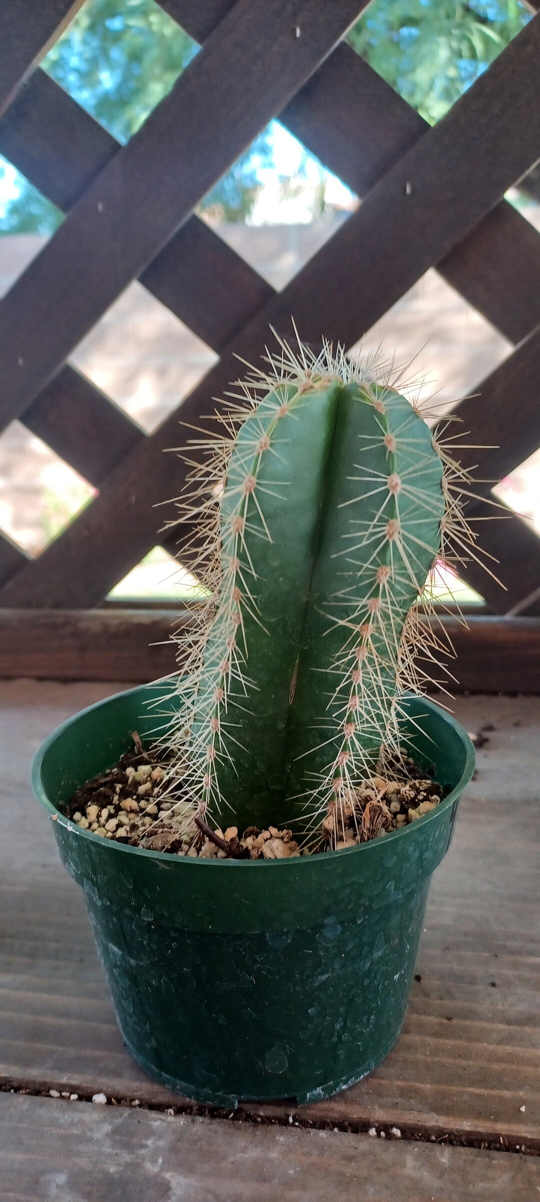 Cactus Plant 4in Pot 4 Green - Etsy