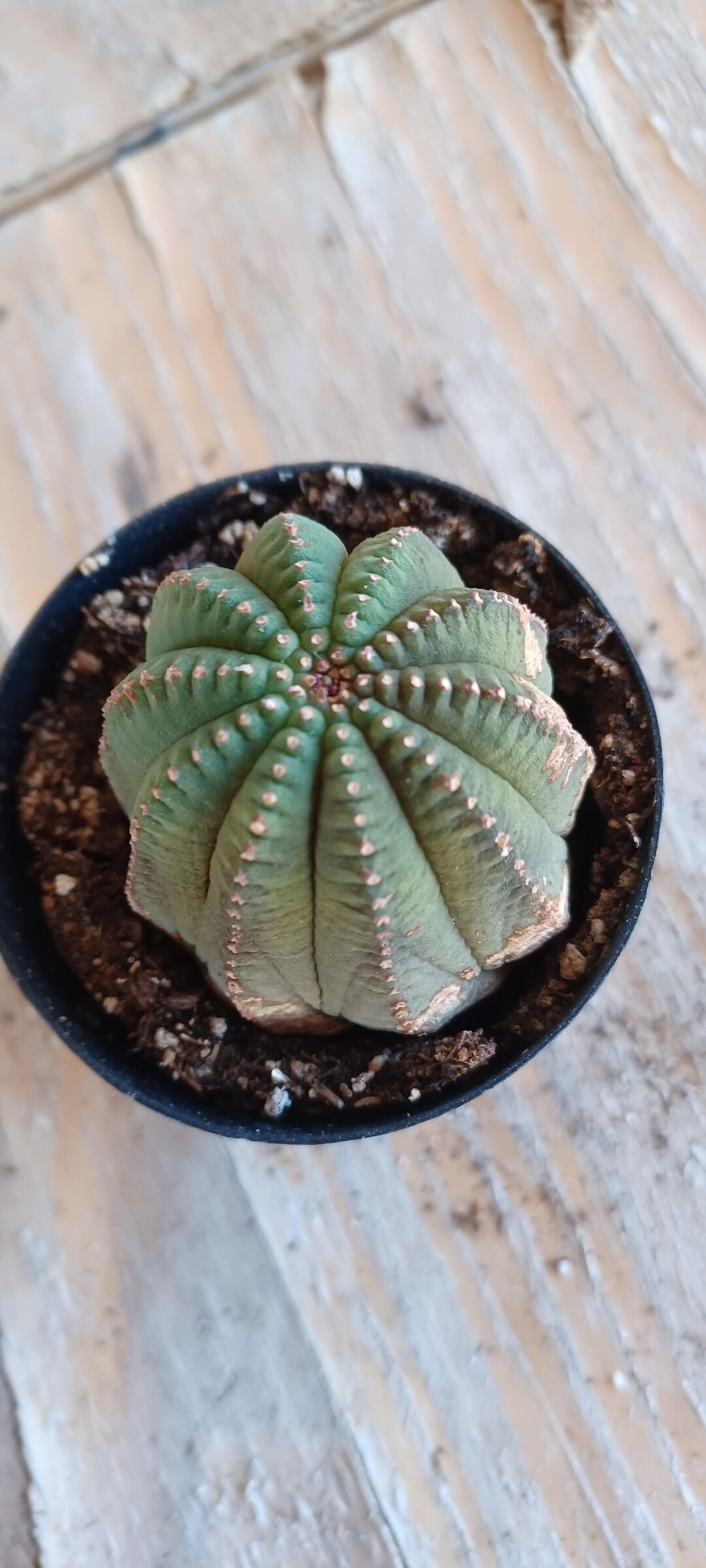Euphorbia Obesa Cactus Plant 2 Inch Pot Houseplant Live #12 Basketball ...