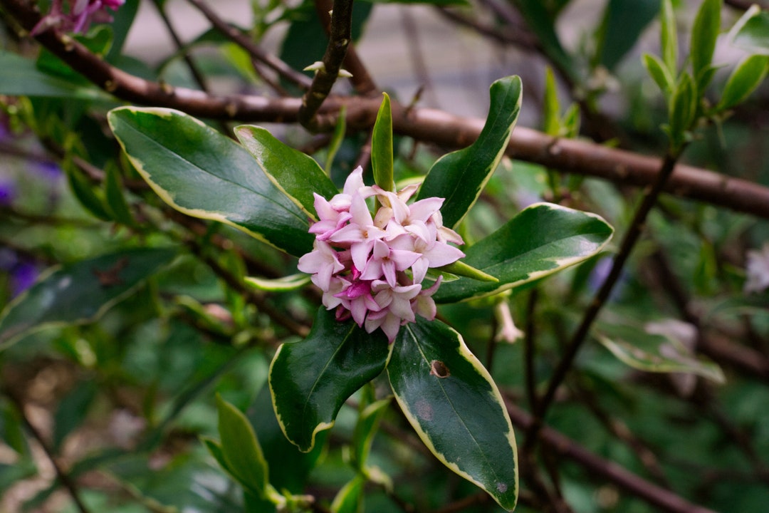Pink Daphne Photography on Canvas - Etsy