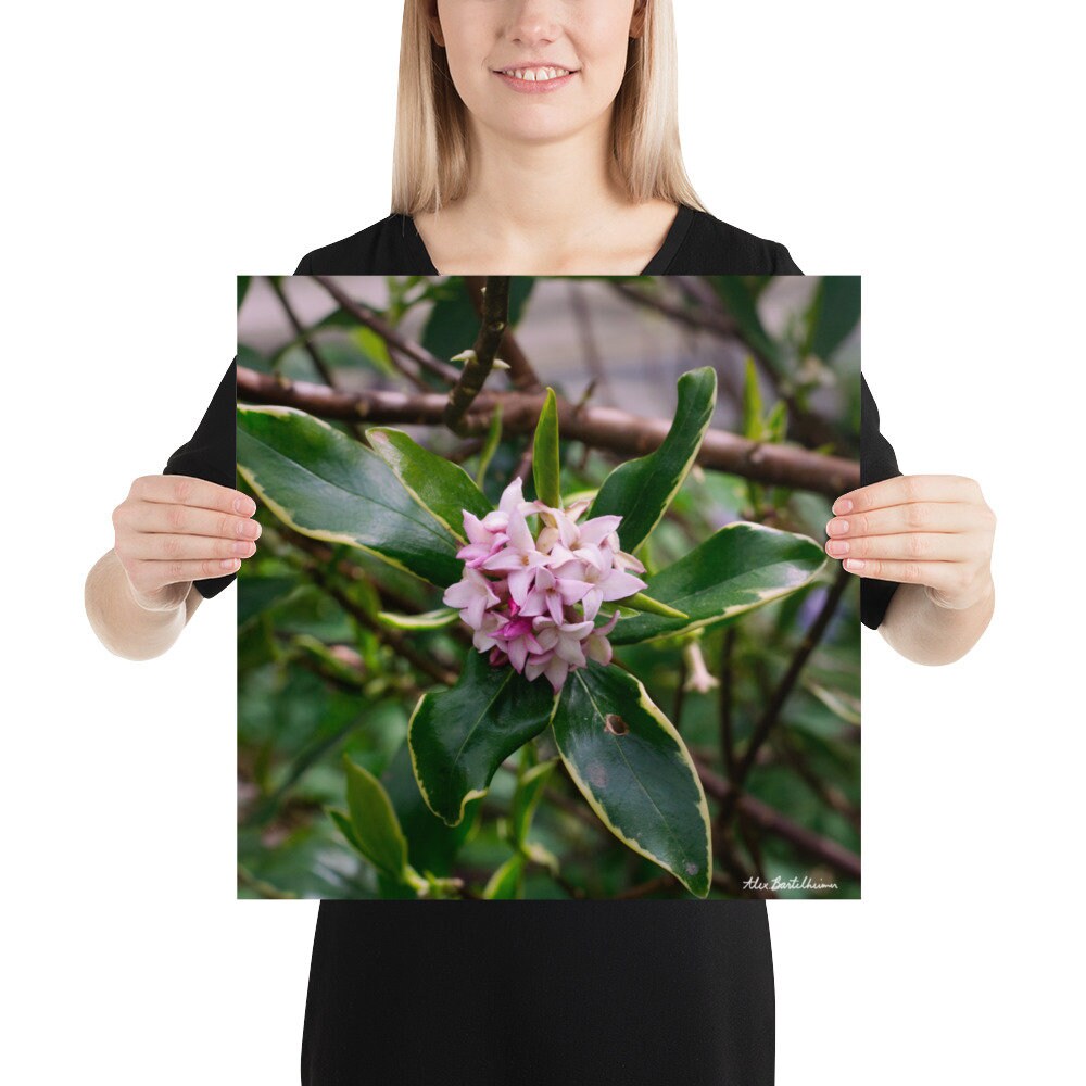 Pink Daphne Photography Print - Etsy