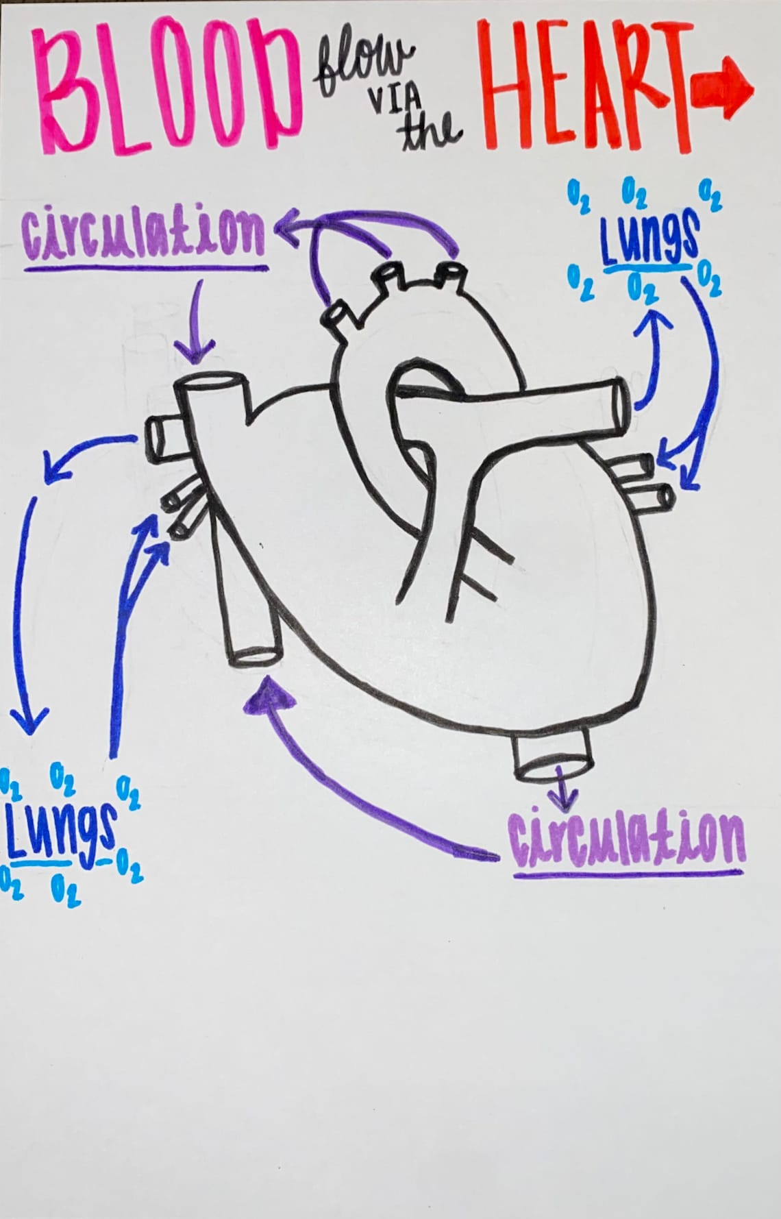 Blood Flow/circulation Through the Heart Nursing Cheat Sheet - Etsy