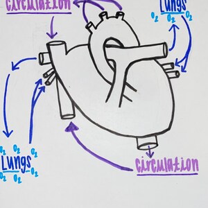 Blood Flow/circulation Through the Heart Nursing Cheat Sheet - Etsy