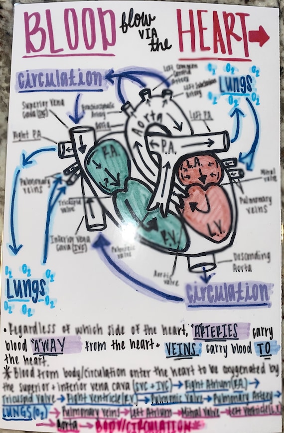 Blood Flow/circulation Through the Heart Nursing Cheat Sheet - Etsy