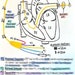 PA Catheter Ports & Waveforms ICU Nursing Concept Map - Etsy