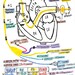 Hemodynamics/invasive Lines ICU BUNDLE DEAL Digital Download - Etsy