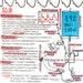 Hemodynamics/invasive Lines ICU BUNDLE DEAL Digital Download - Etsy